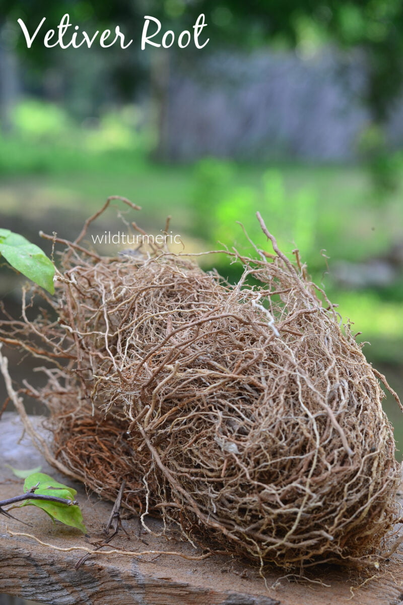 Discover the Amazing Benefits of Vetiver for Skin, Hair & Health ...