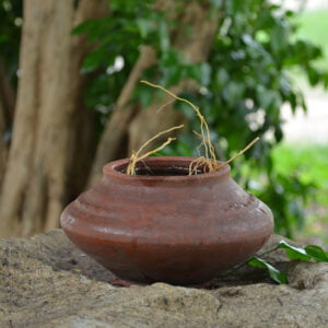 Discover the Amazing Benefits of Vetiver for Skin, Hair & Health ...