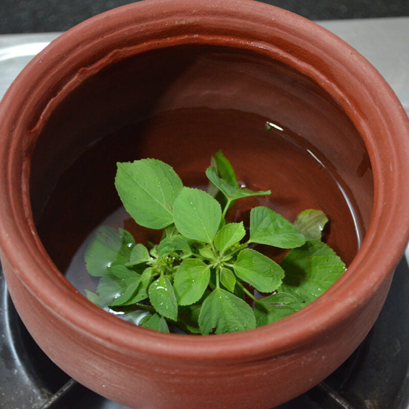 5 Powerful Medicinal Uses of Kuppaimeni You Need To Know! - Wildturmeric