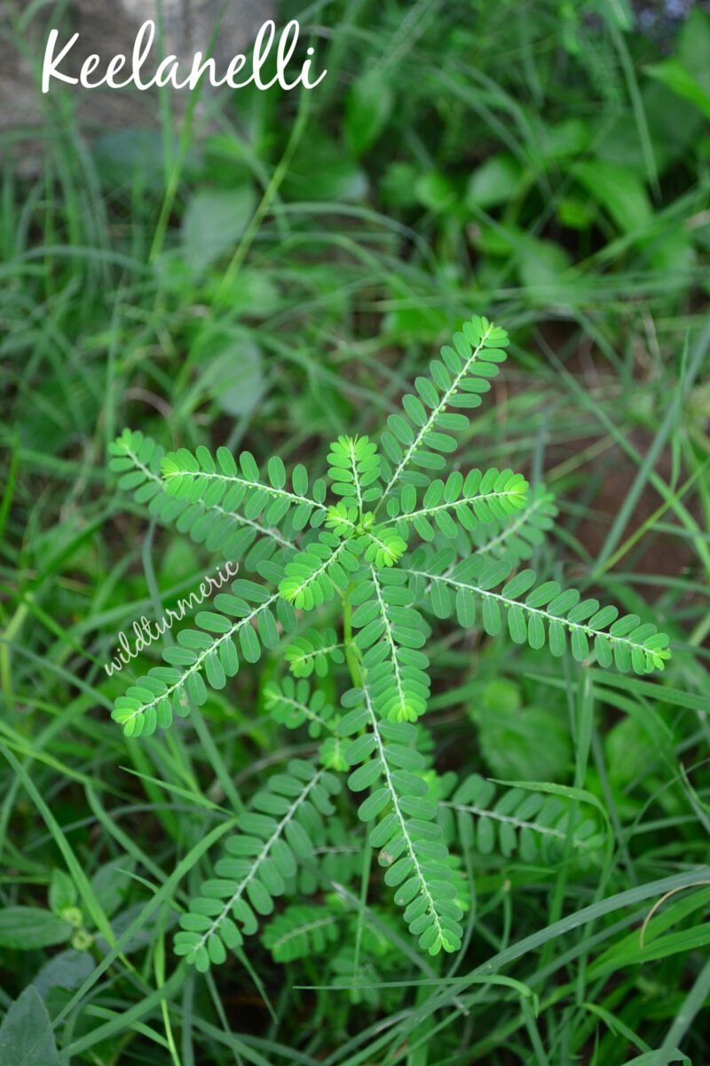 10 Top Keelanelli Benefits for Hair, Skin, and Health - Wildturmeric