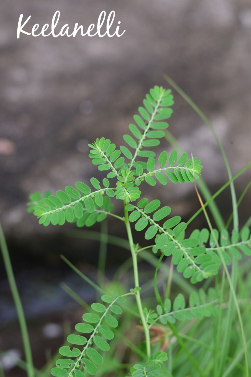 10 Top Keelanelli Benefits for Hair, Skin, and Health - Wildturmeric