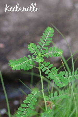 10 Top Keelanelli Benefits for Hair, Skin, and Health - Wildturmeric