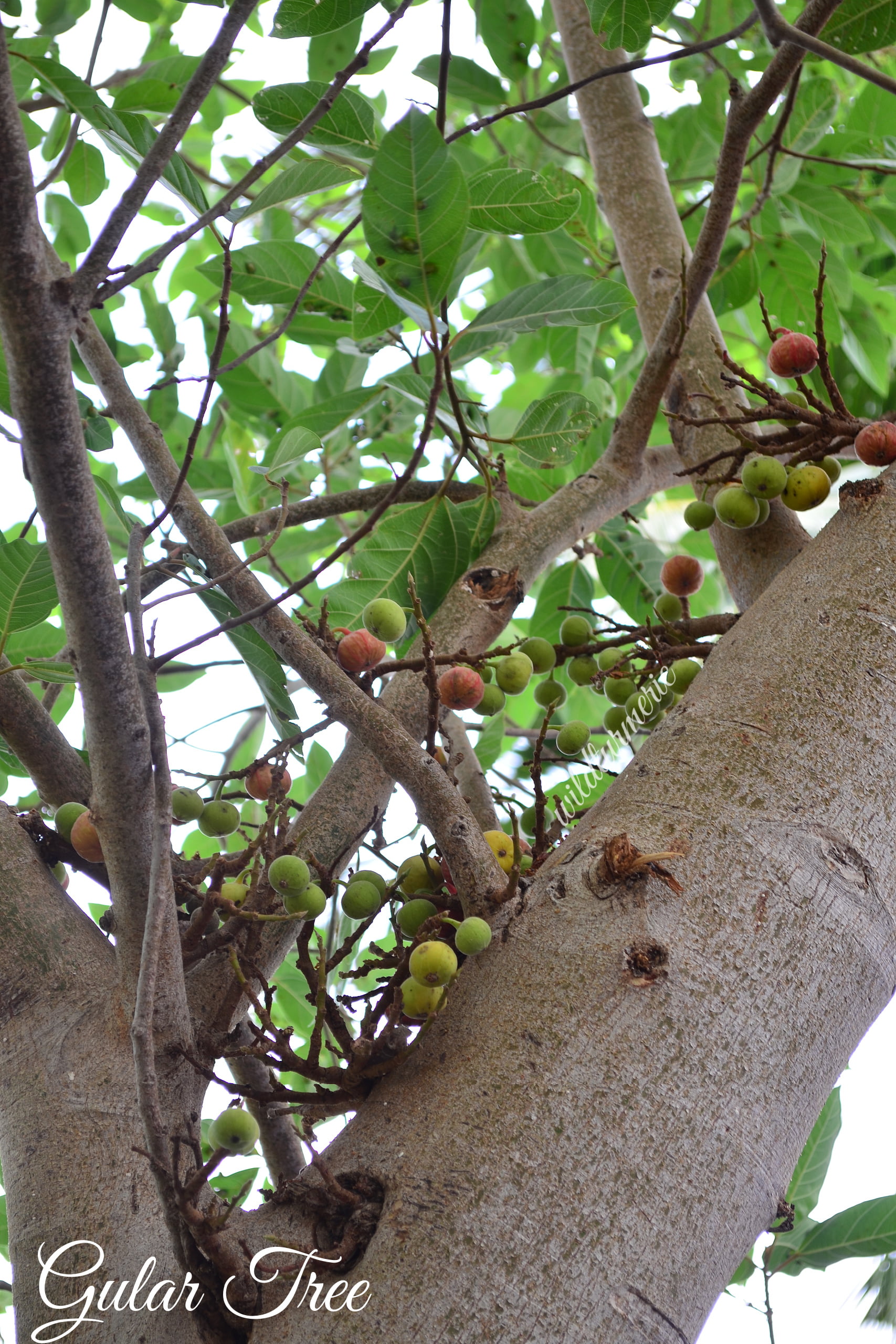 10 Top Benefits & Uses Of Athipalam | Gular Tree - Wildturmeric